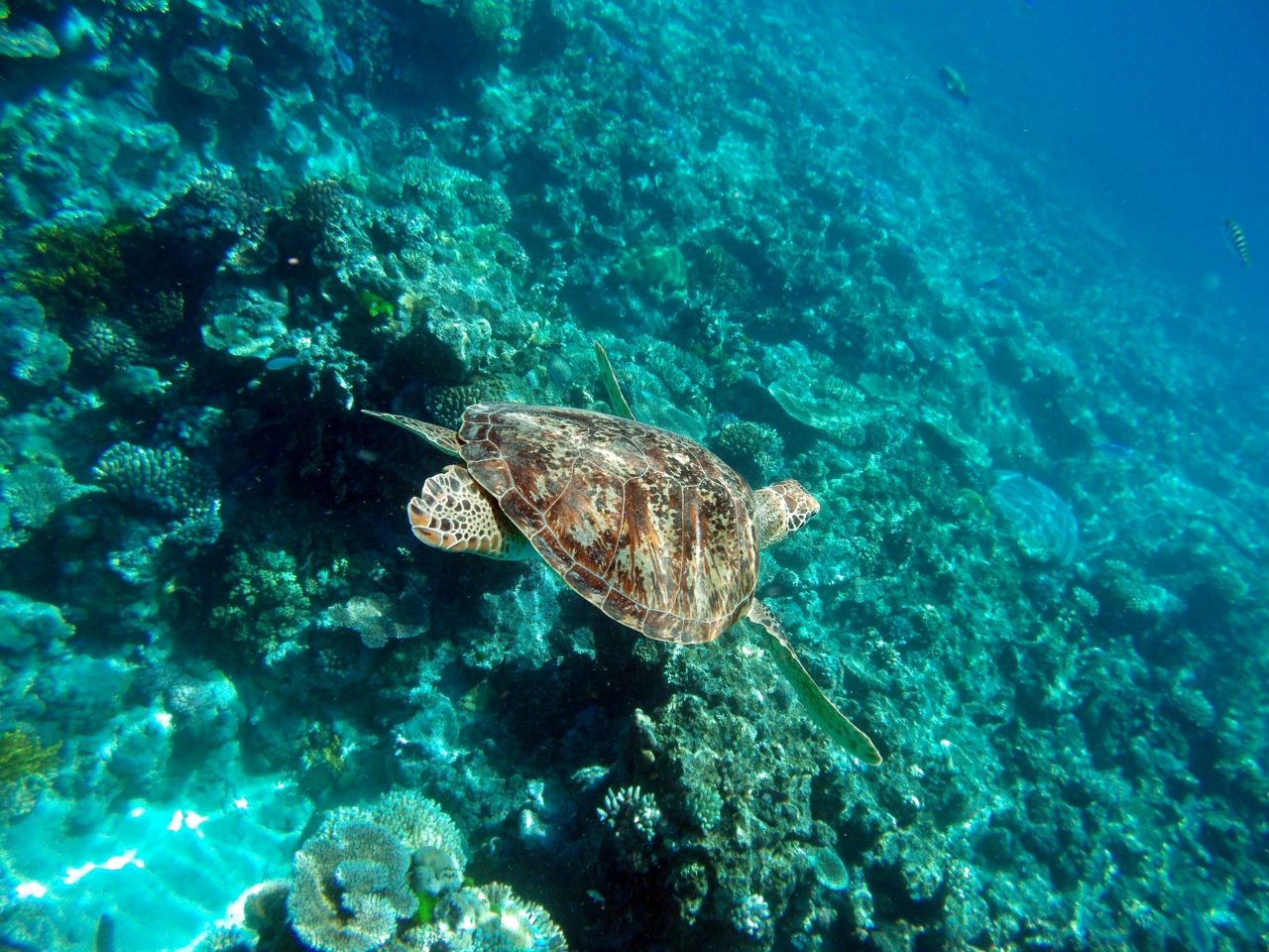 Über Uns - Sea Shepherd