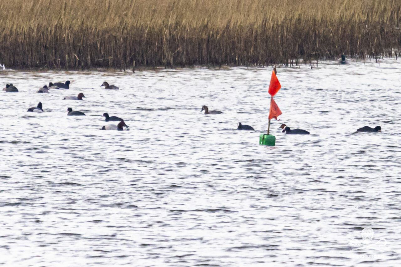 Ostsee: Verdeckte Patrouillen im Winter - Sea Shepherd