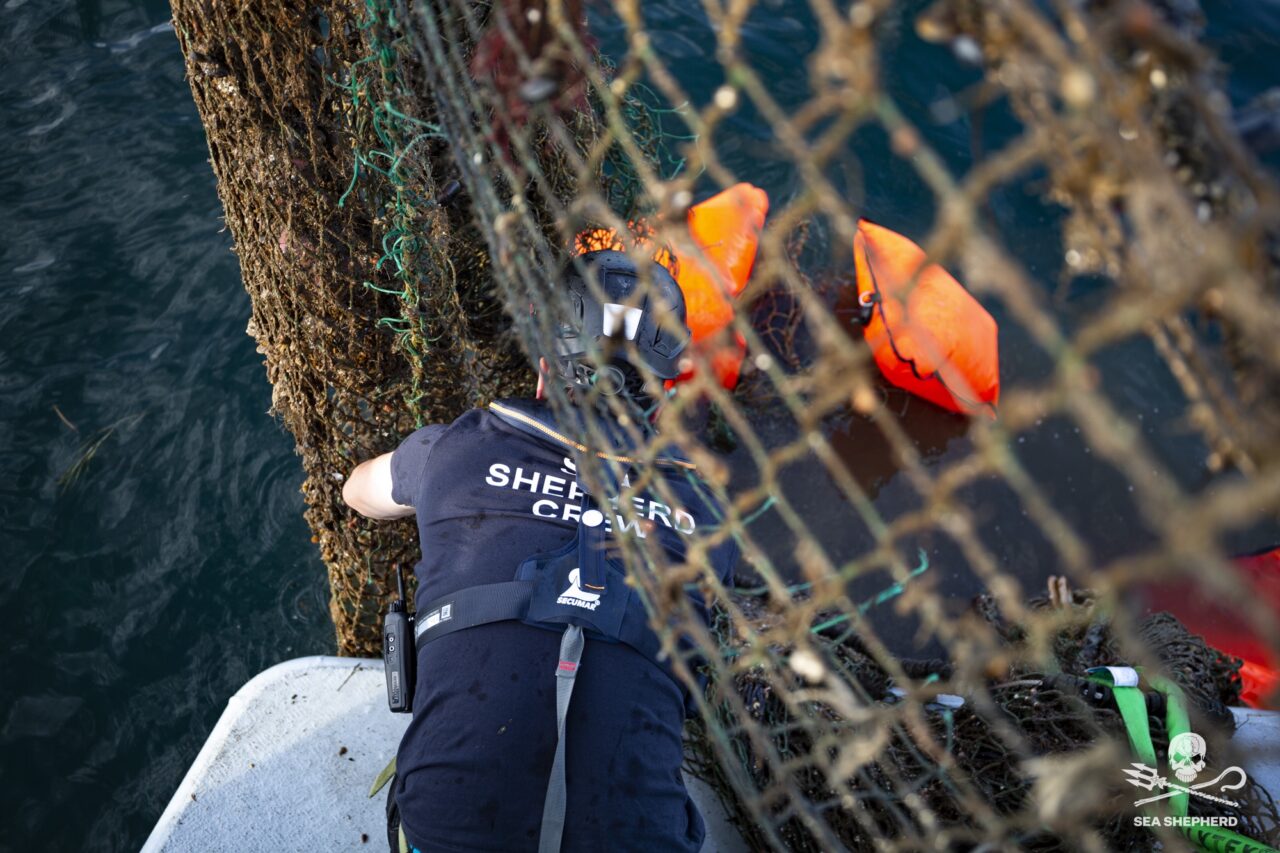 BALTIC SEA CAMPAIGN 2023 erfolgreich abgeschlossen - Sea Shepherd